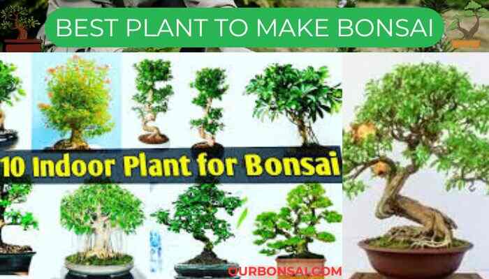 Best Plant To Make Bonsai | Bonsai Plant Guide For Beginners