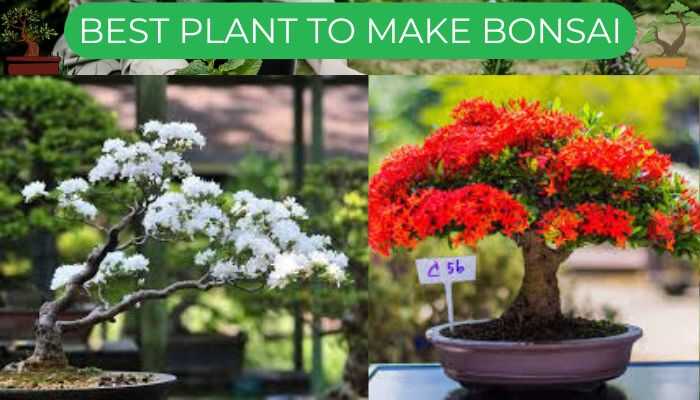 Best Plant To Make Bonsai | Bonsai Plant Guide For Beginners