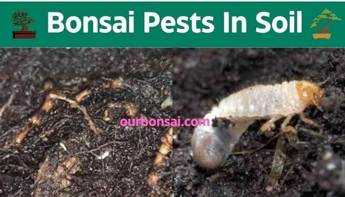 Bonsai Pests In Soil | Identification And Prevention Best Guide