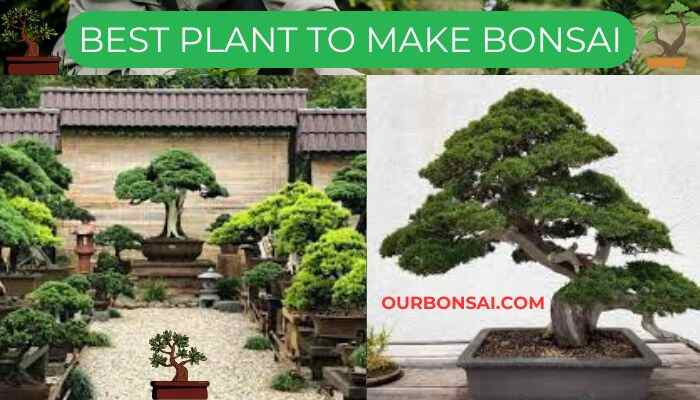 Best Plant To Make Bonsai | Bonsai Plant Guide For Beginners